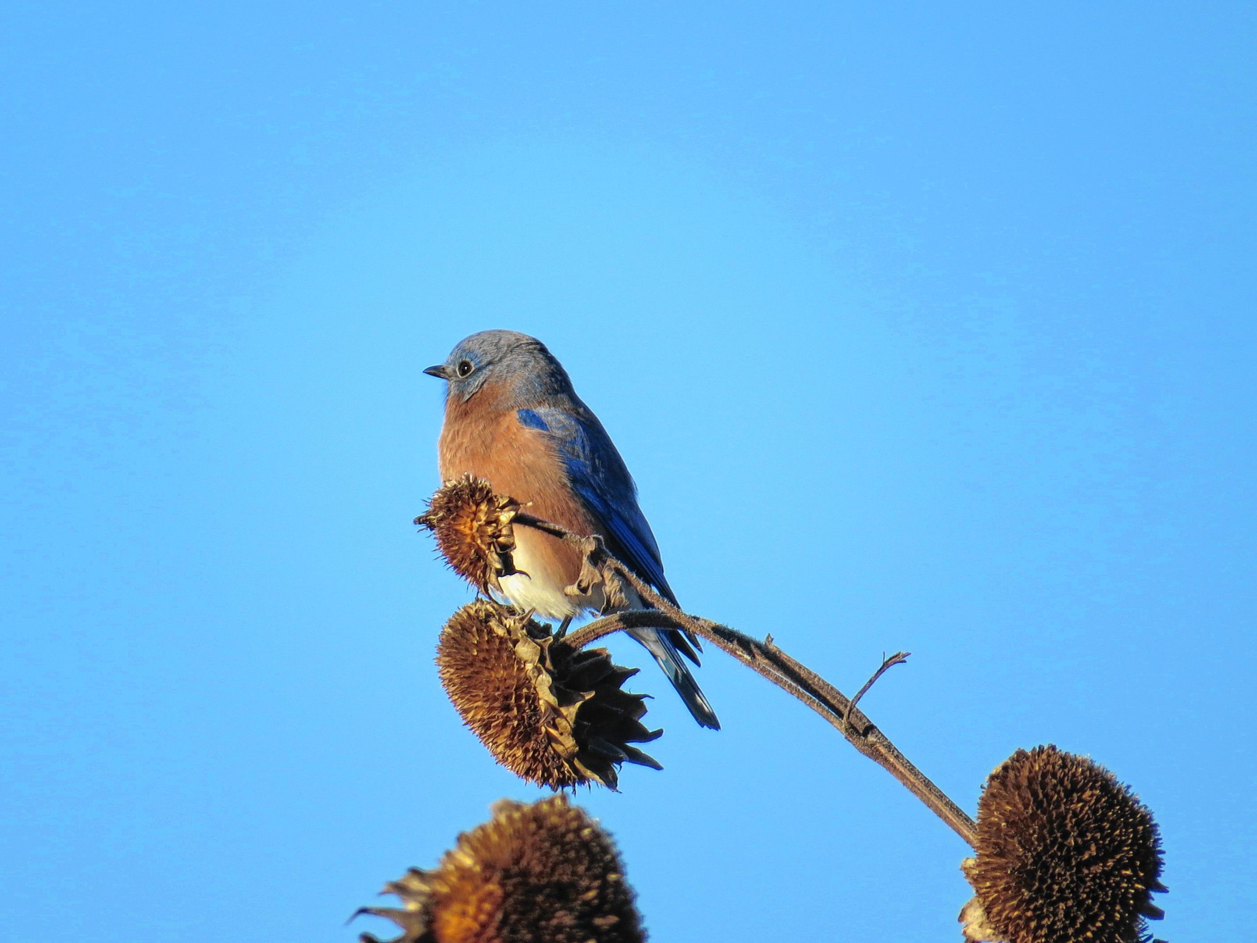 This hike is for the birds - Around Concord