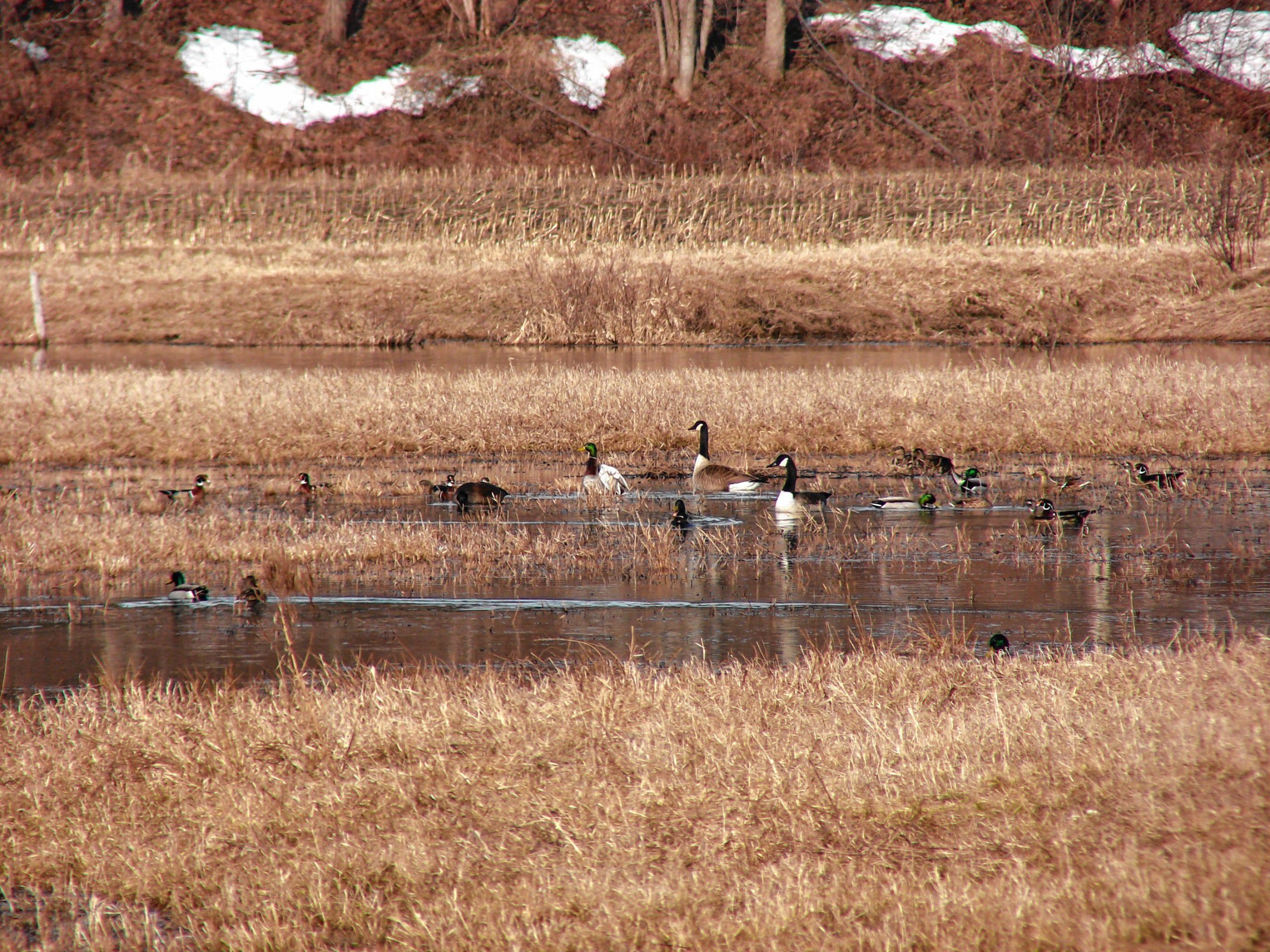 Spring into Birding! - Around Concord